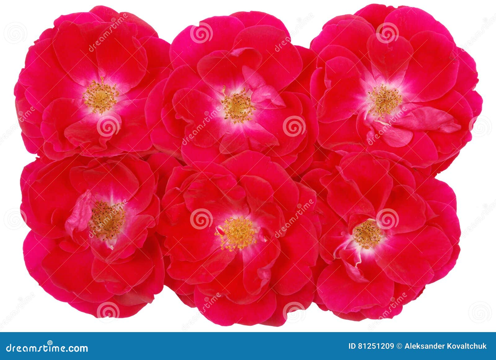 Six rose stock image. Image of petal, beautiful, color - 81251209