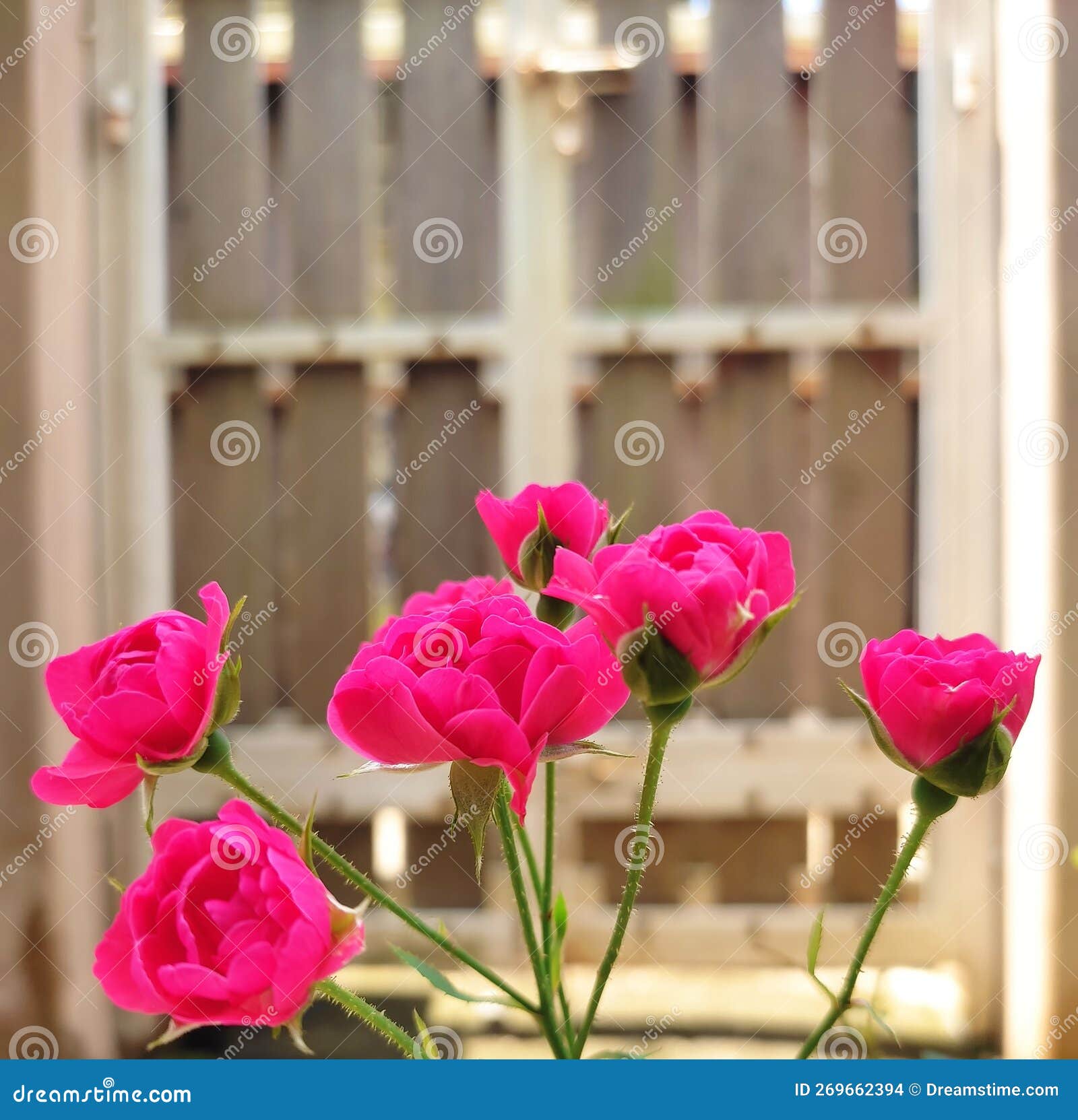 Six roses bloom stock photo. Image of roses, background - 269662394