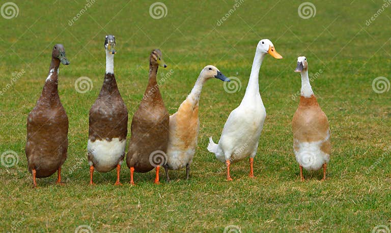 Six Runner Ducks Standing in a Row Isolated on Grass Stock Photo ...