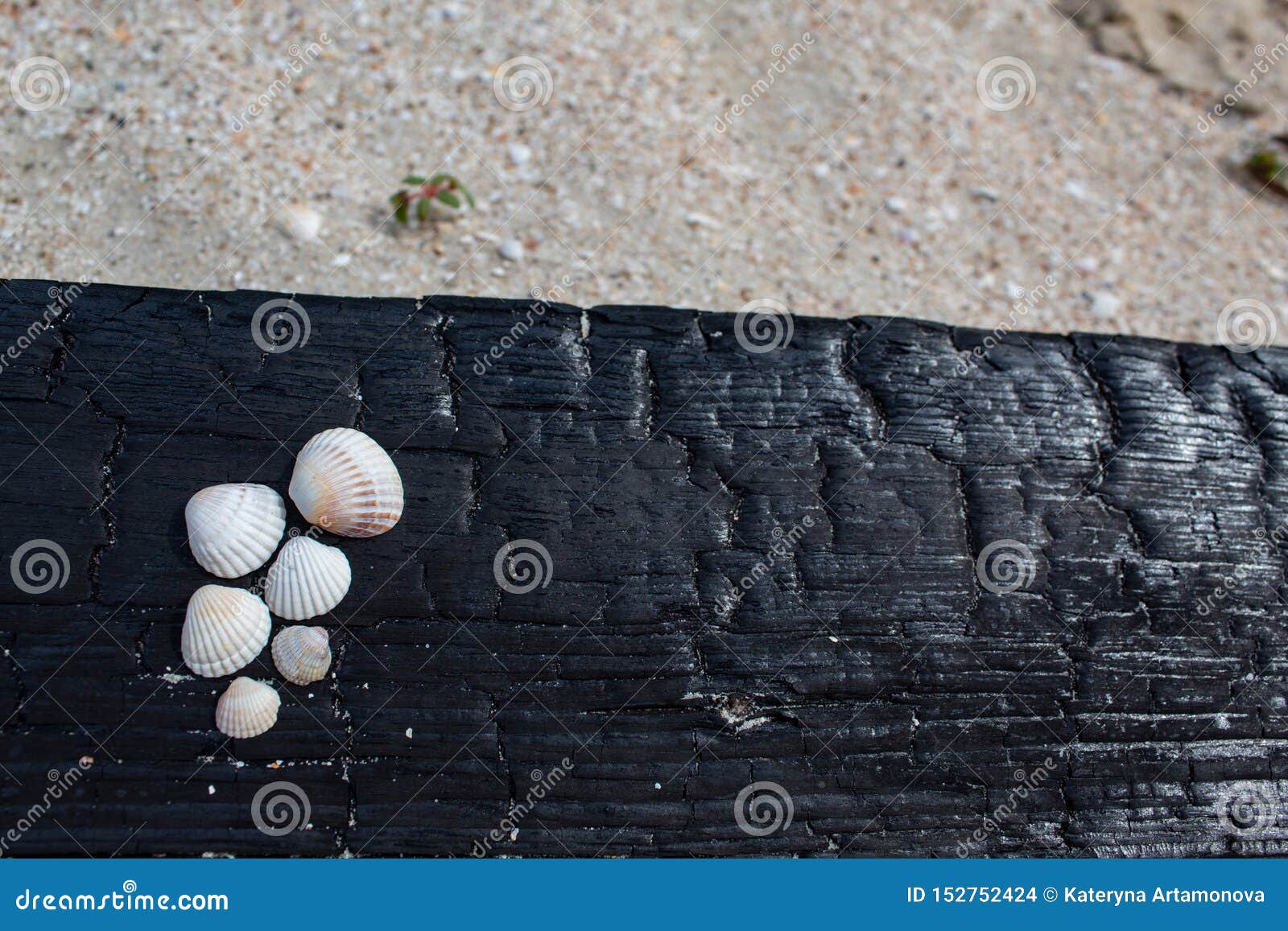 Six Shells Of Different Sizes On A Black Background. There Is Free ...