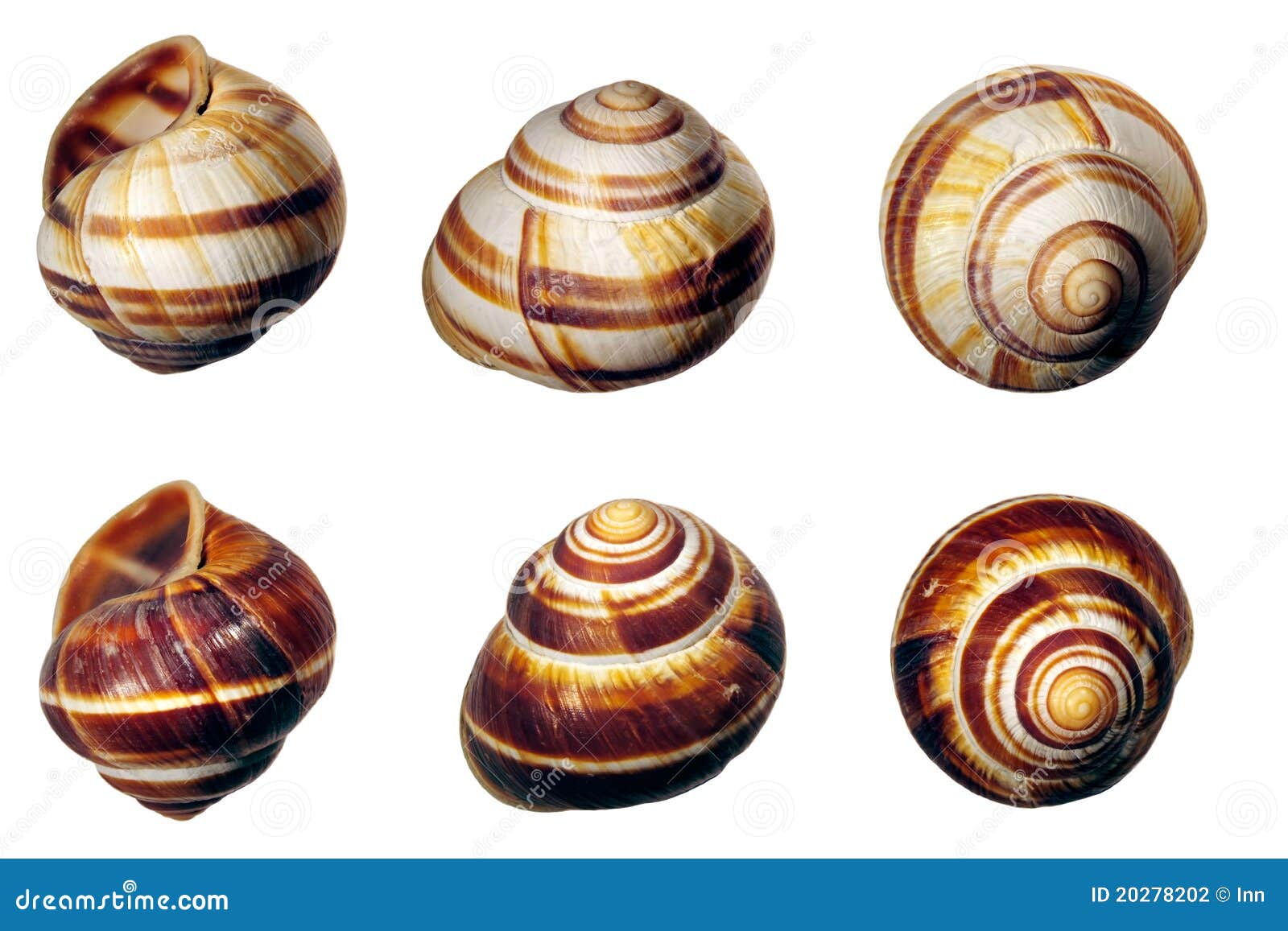 Six shells samples stock photo. Image of color, colorful - 20278202