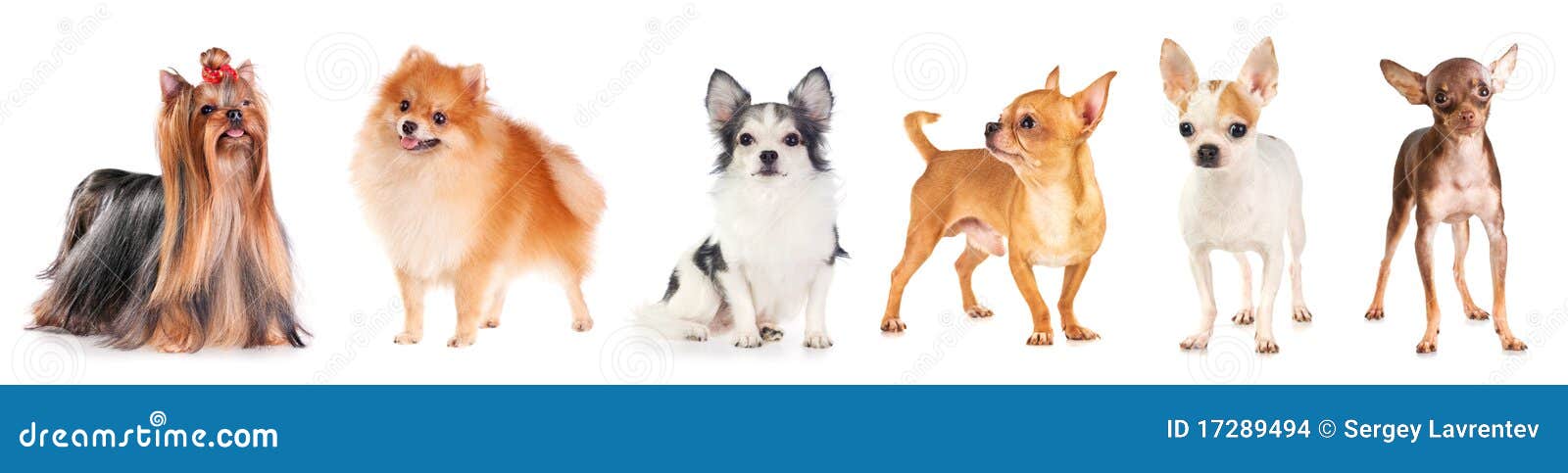 Six small dog stock photo. Image of pomeranian, animals - 17289494