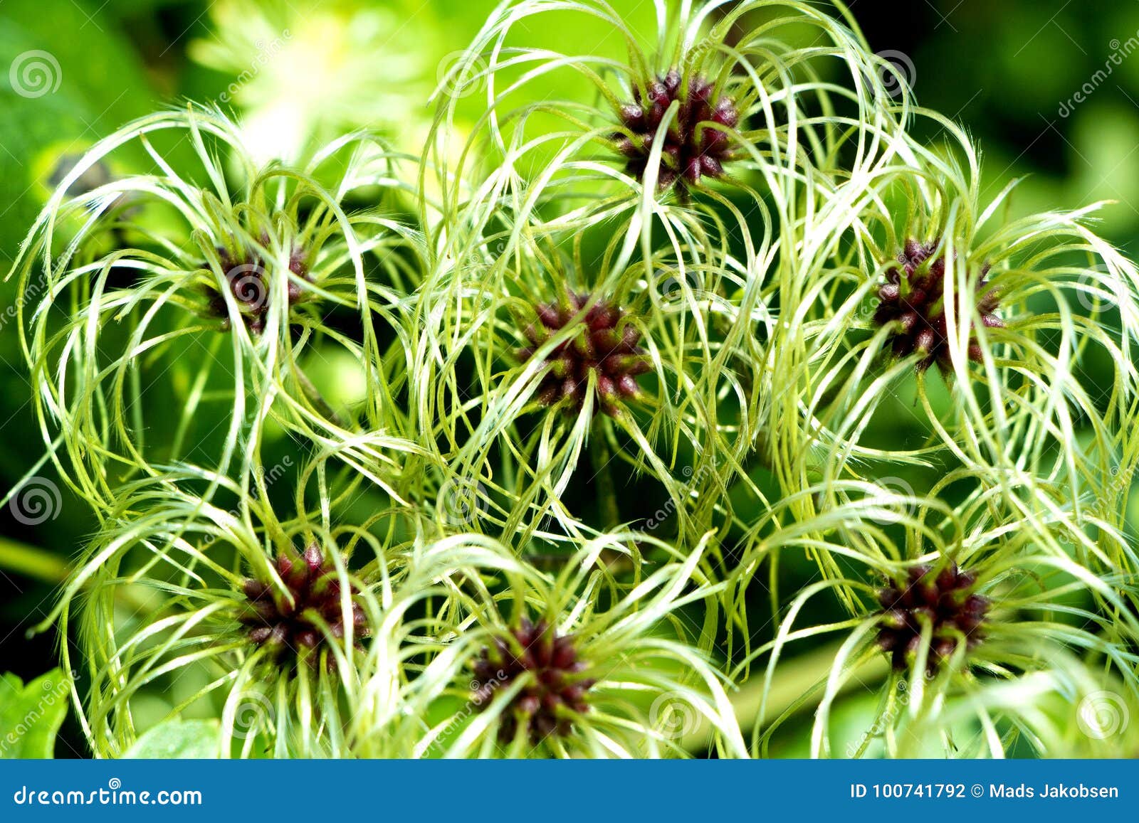 Small Flowers with Strings stock photo. Image of design - 100741792