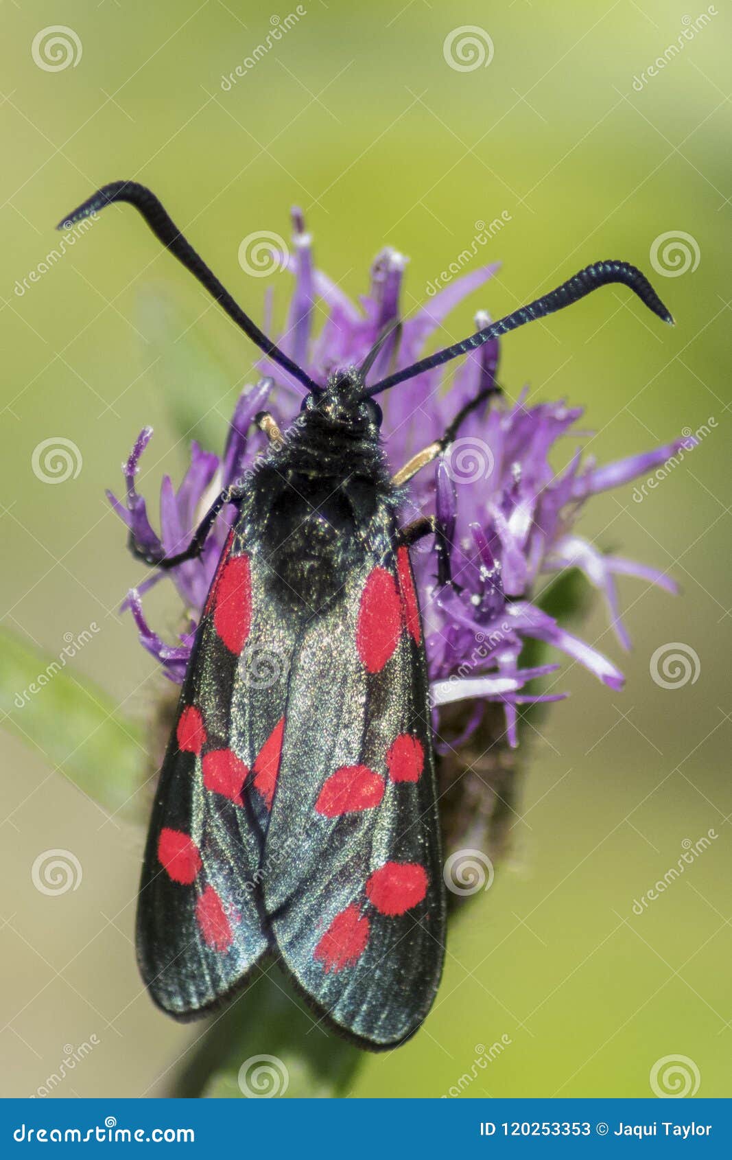 A Six Spot Burnet Moth on Southampton Common Stock Image - Image of ...