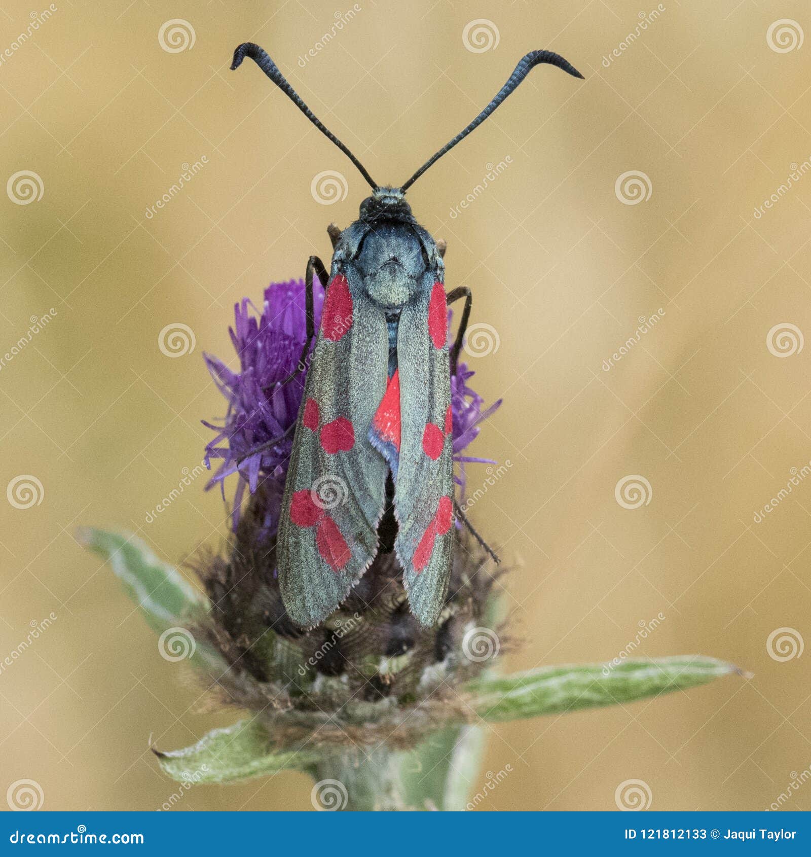 A Six Spot Burnet Moth on Southampton Common Stock Image - Image of ...