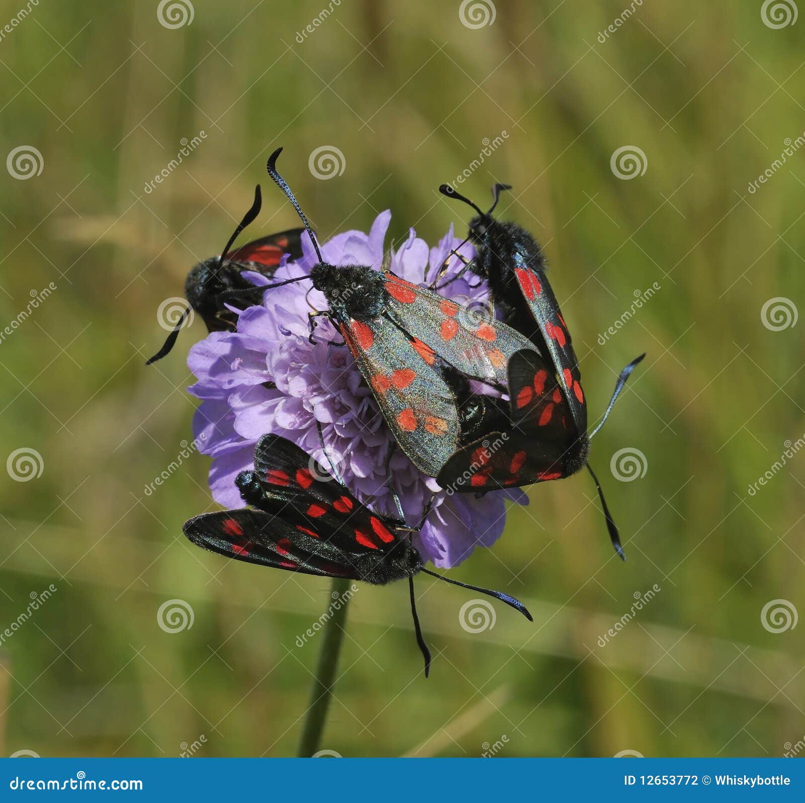Six-spot Burnet Moths on Scabious Stock Photo - Image of spot, moth ...
