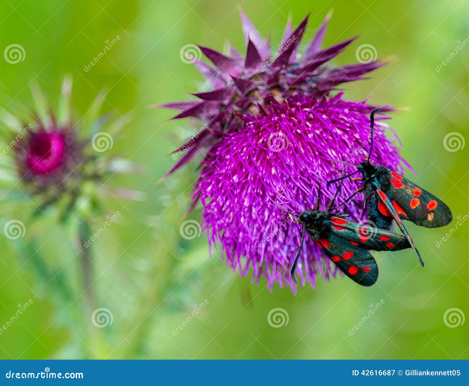 Six Spotted Burnet Moths on Thistle Flower Stock Image - Image of moths ...