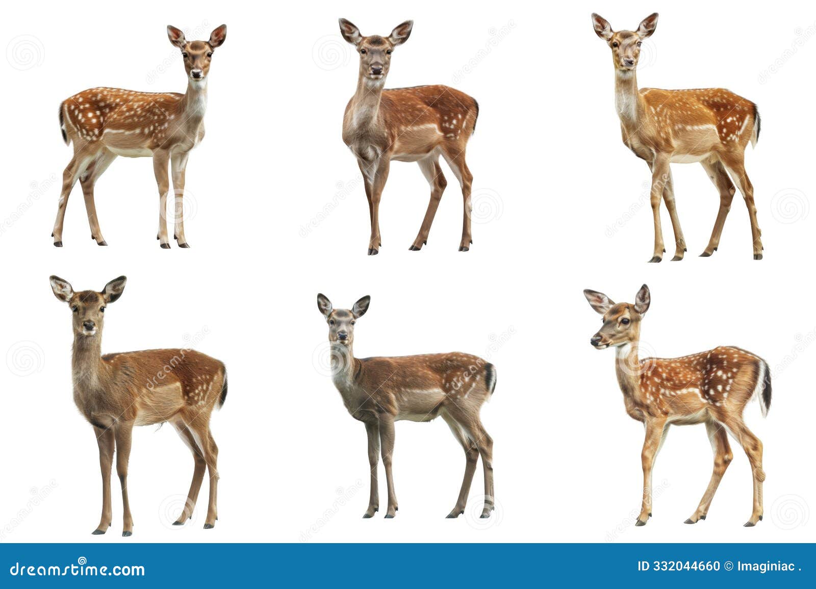 Two Fawns Standing In Lush Greenery Royalty-Free Stock Image ...