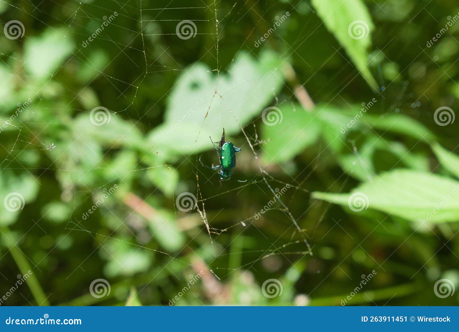 Six-spotted Tiger Beetle on a Cobweb Stock Image - Image of spiderweb ...