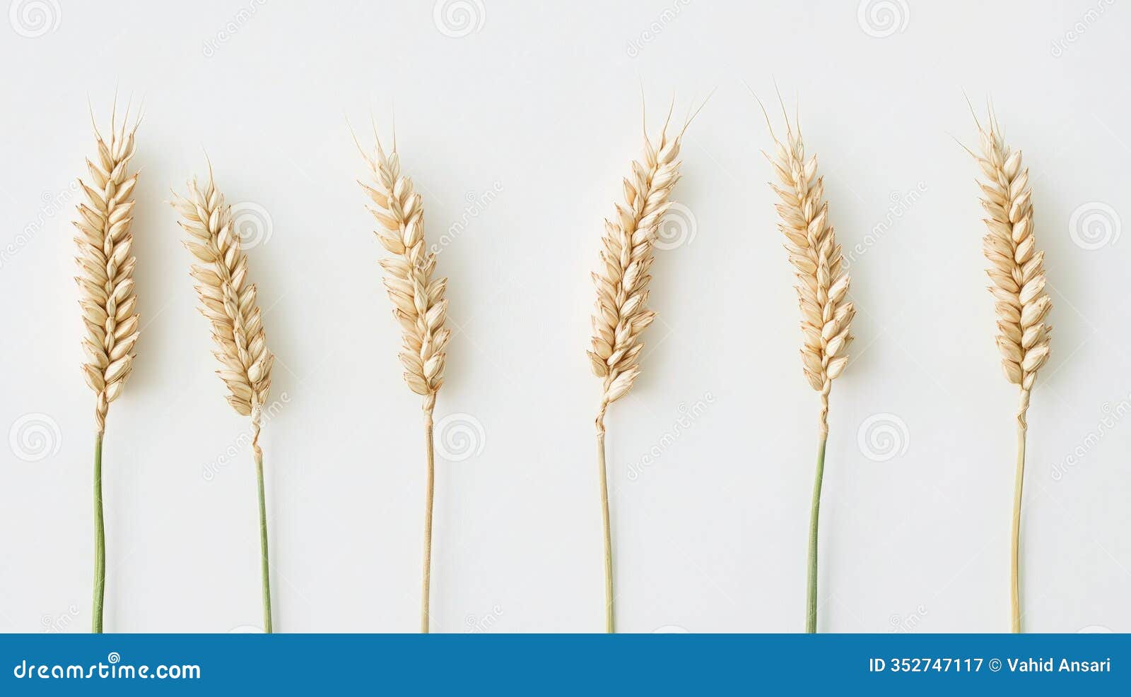Six Stems of Wheat on a White Background Stock Image - Image of twig ...