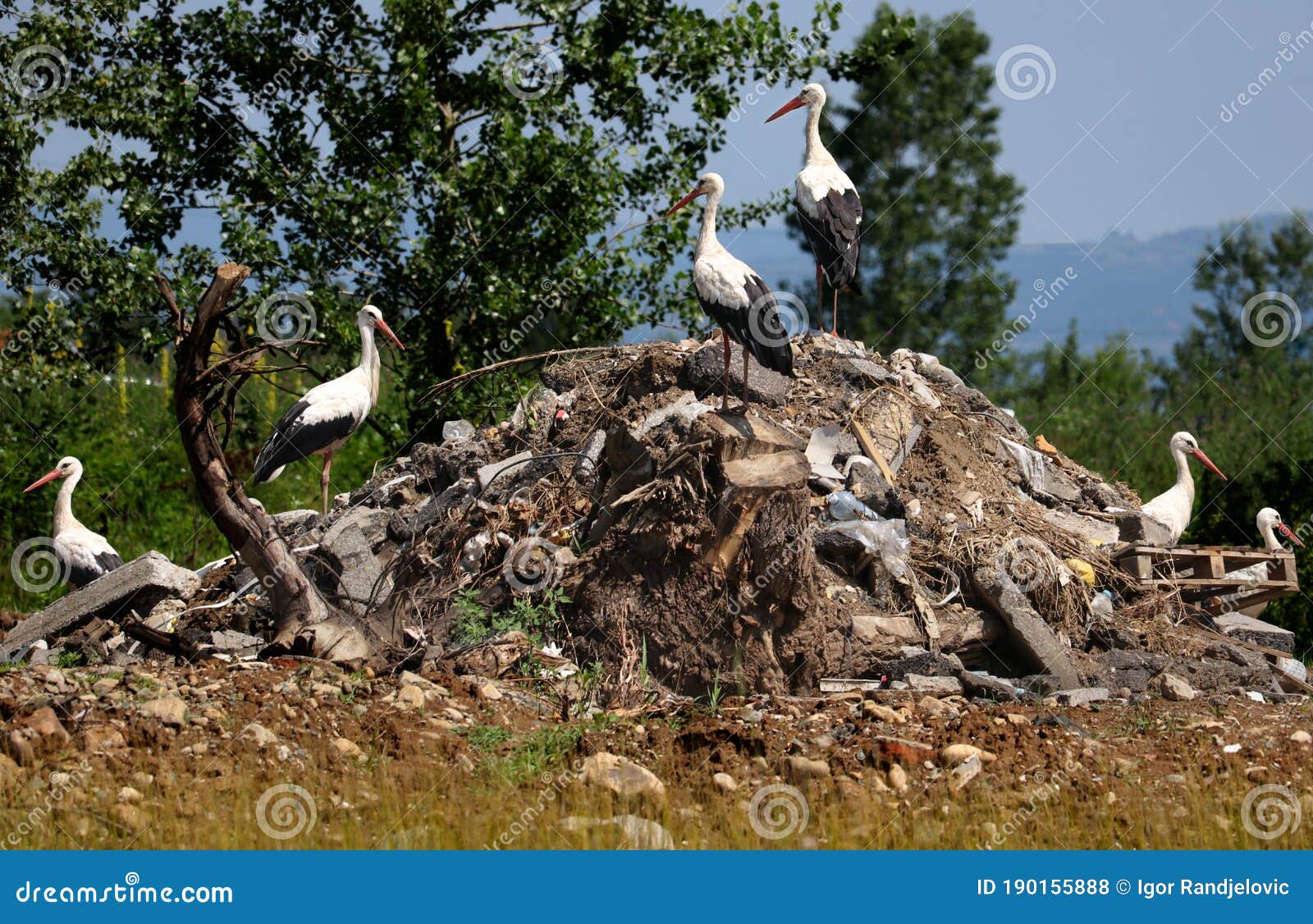 Six Storks on the Pile of Garbage Stock Photo - Image of birds, recycle ...