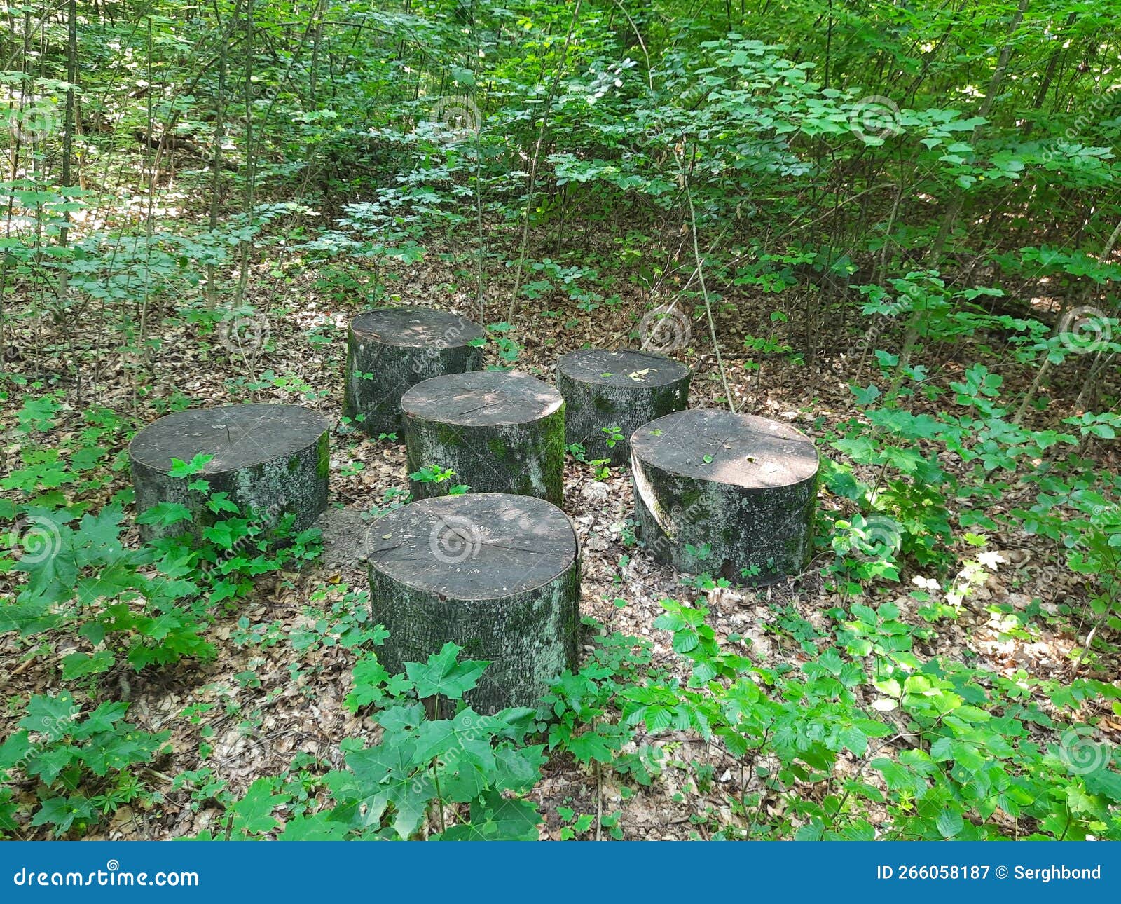 Stumps stock image. Image of jungle, lawn, soil, cemetery - 266058187