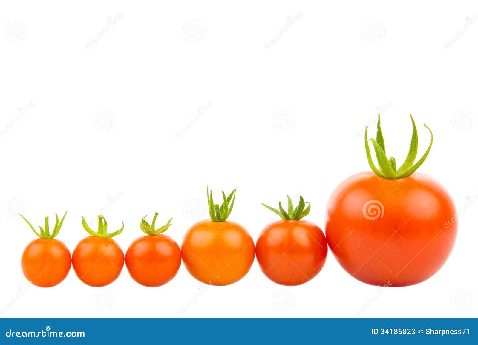 Six Tomatoes stock image. Image of cherry, freshly, lines - 34186823
