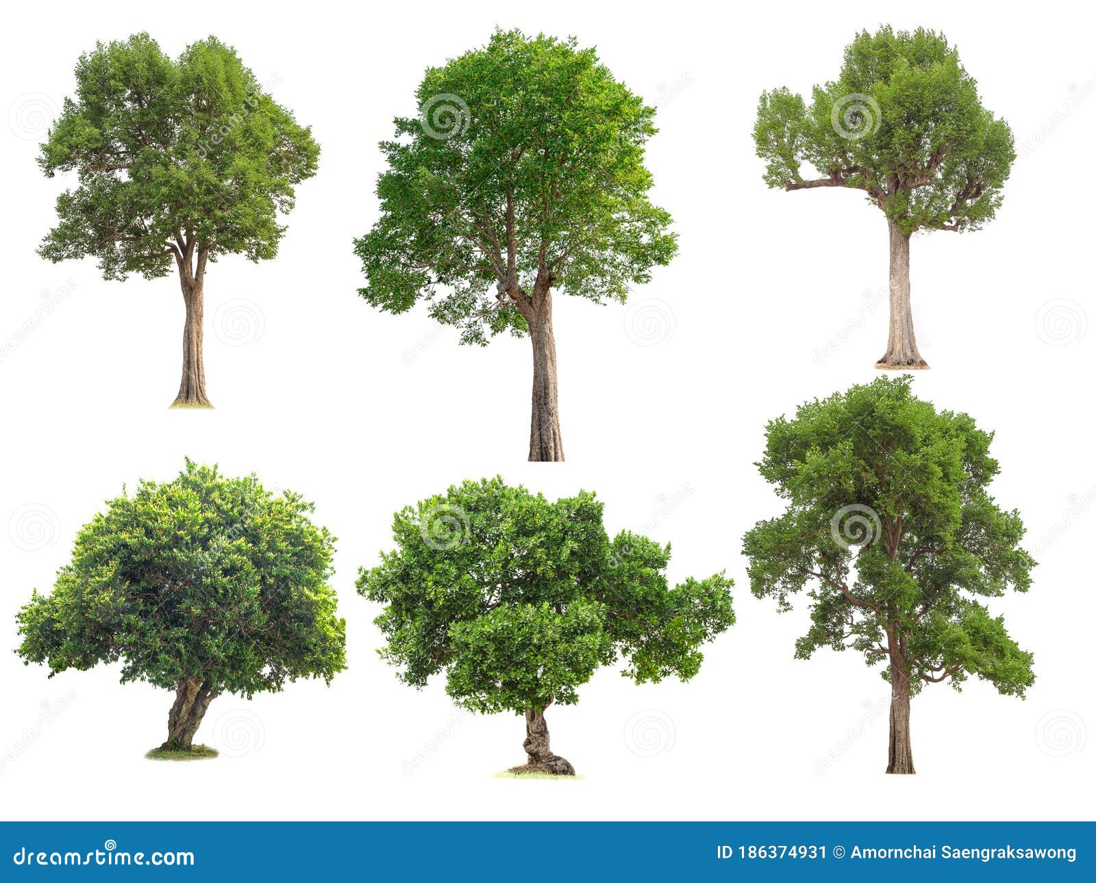 Six Trees Isolated on White Background Stock Image - Image of natural ...