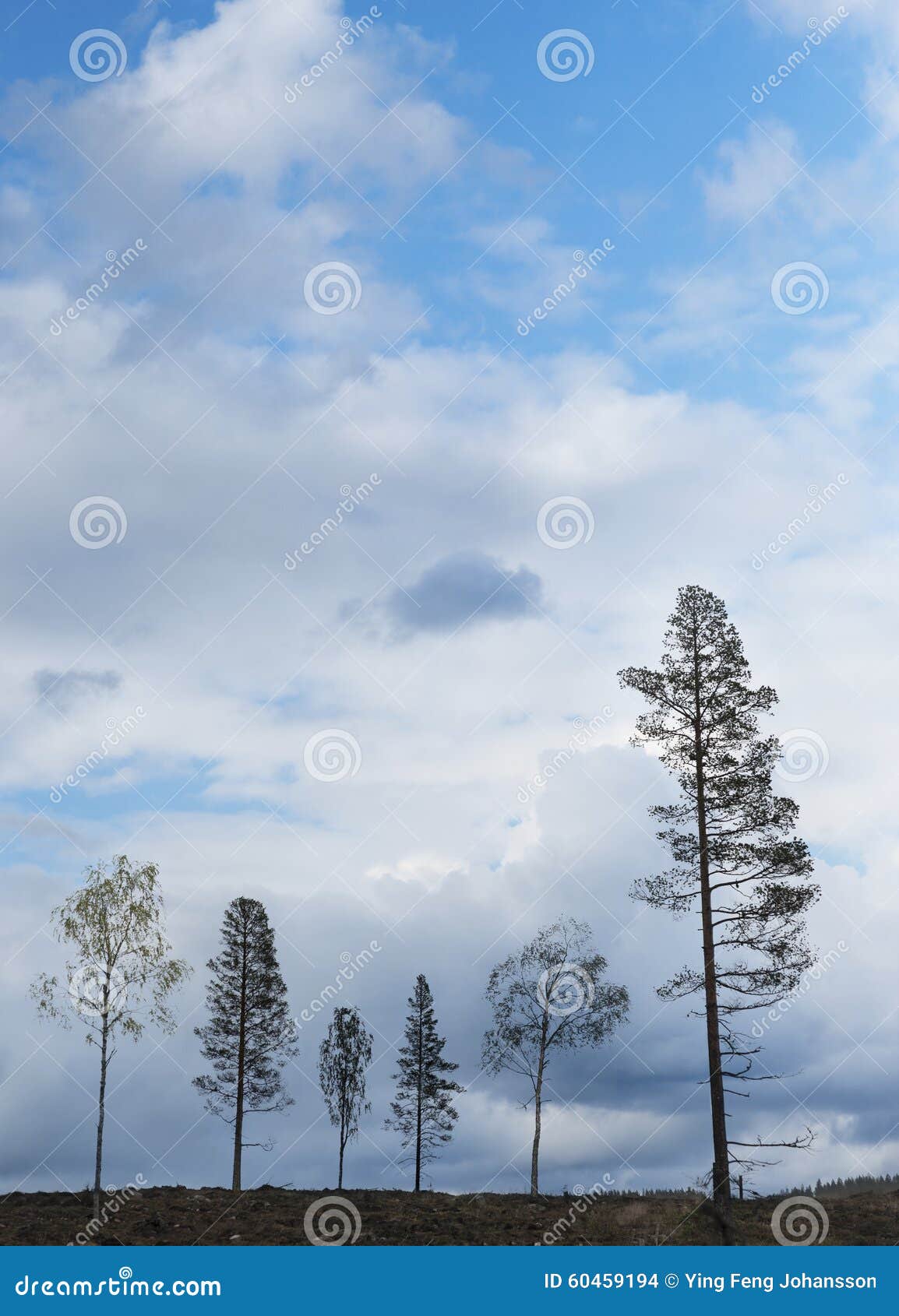 Six trees stock photo. Image of blue, trees, birch, wilderness - 60459194