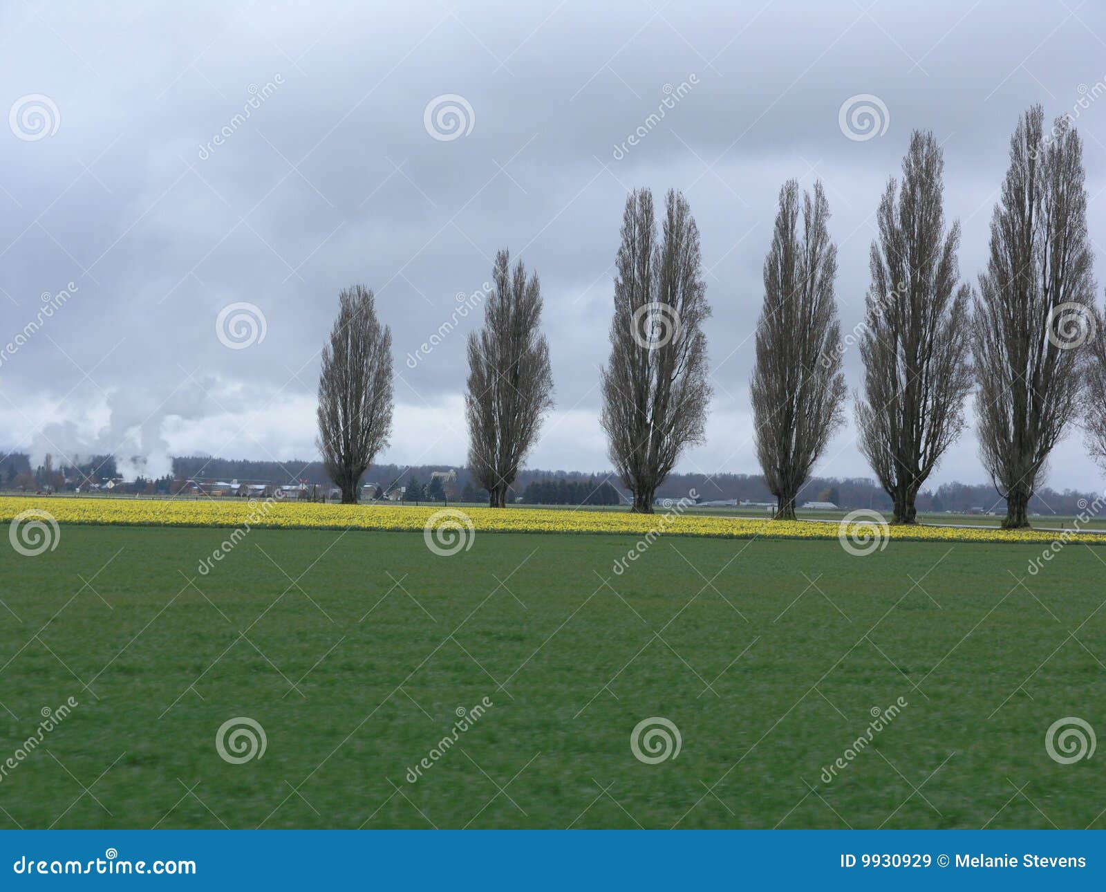 Six Trees in a Row stock image. Image of poplar, grass - 9930929