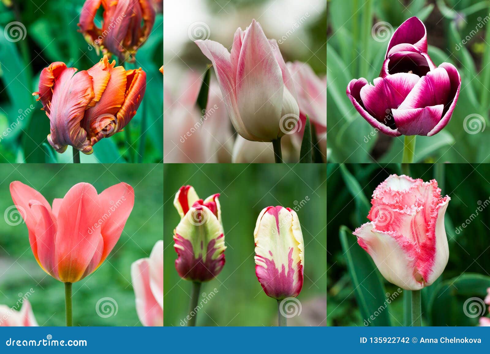 Six tulip flowers stock photo. Image of nature, blossom - 135922742