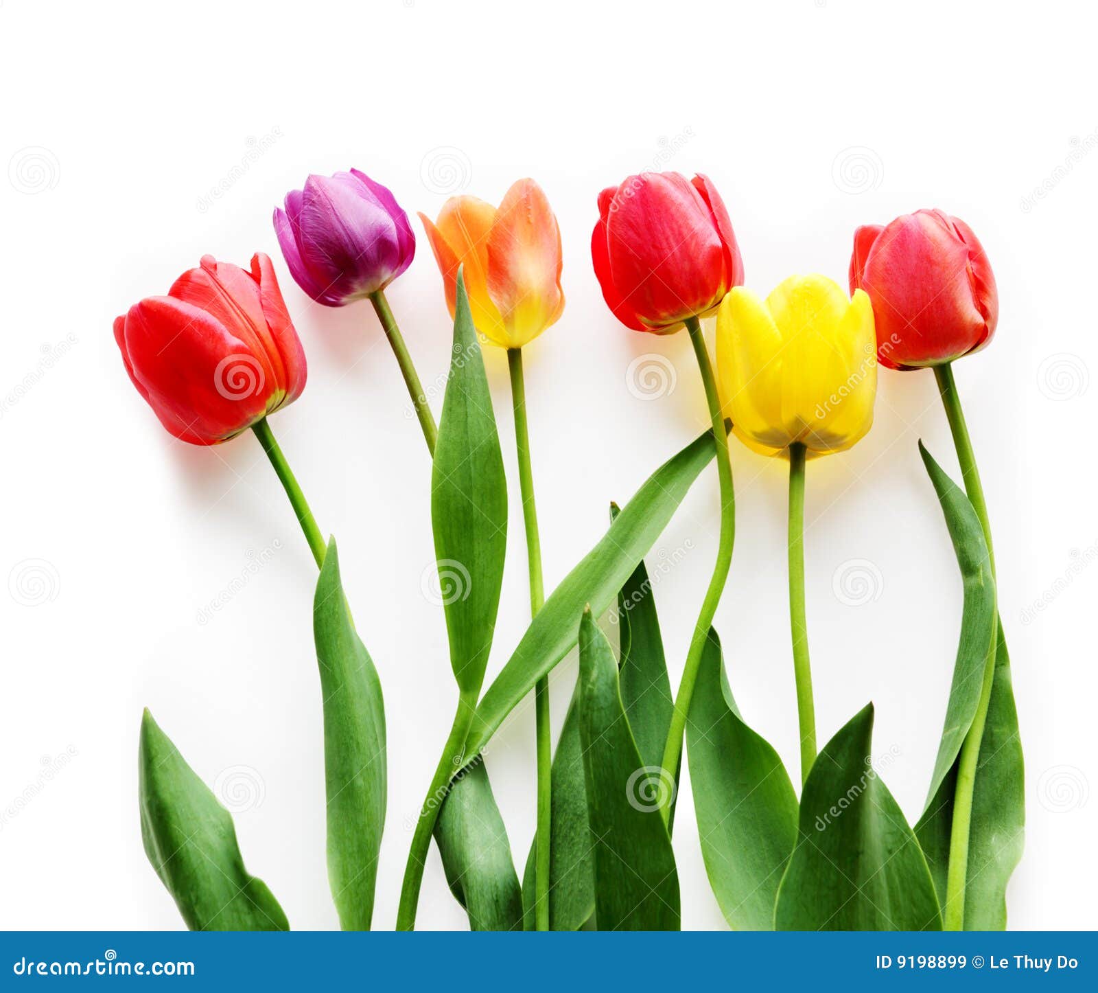 Six Tulips stock image. Image of outdoor, tulip, nature - 9198899