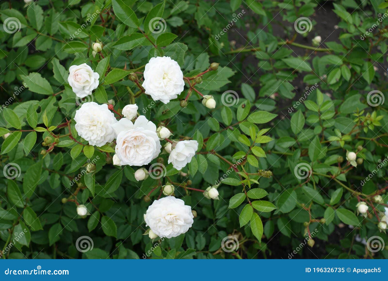 Six white flowers of rose stock image. Image of petal - 196326735