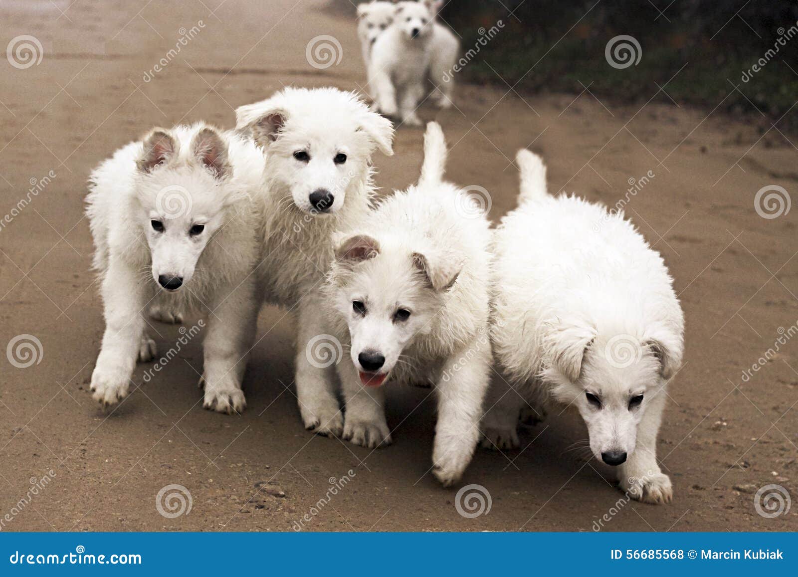 Six White Running Puppies Stock Photos - Free & Royalty-Free Stock ...