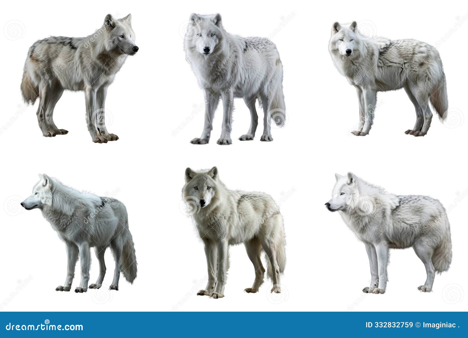Six White Wolves Posing in Different Configurations Against a ...