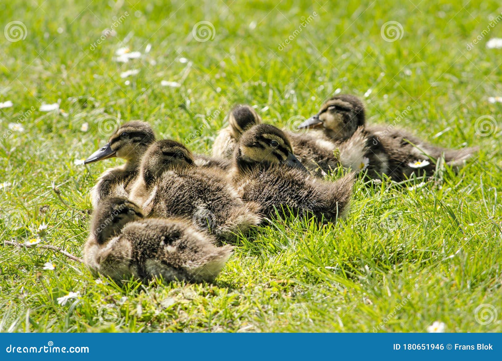 Six young ducks sunbathing stock photo. Image of beautiful - 180651946