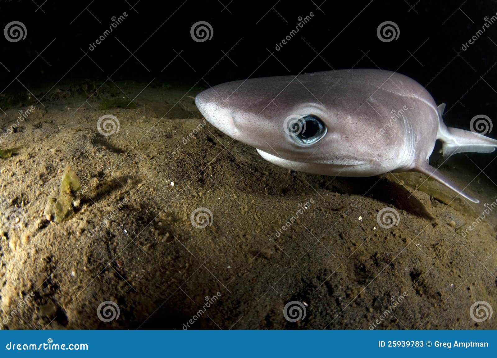 Sixgill Haifisch-Welpe stockbild. Bild von kieme, fische - 25939783