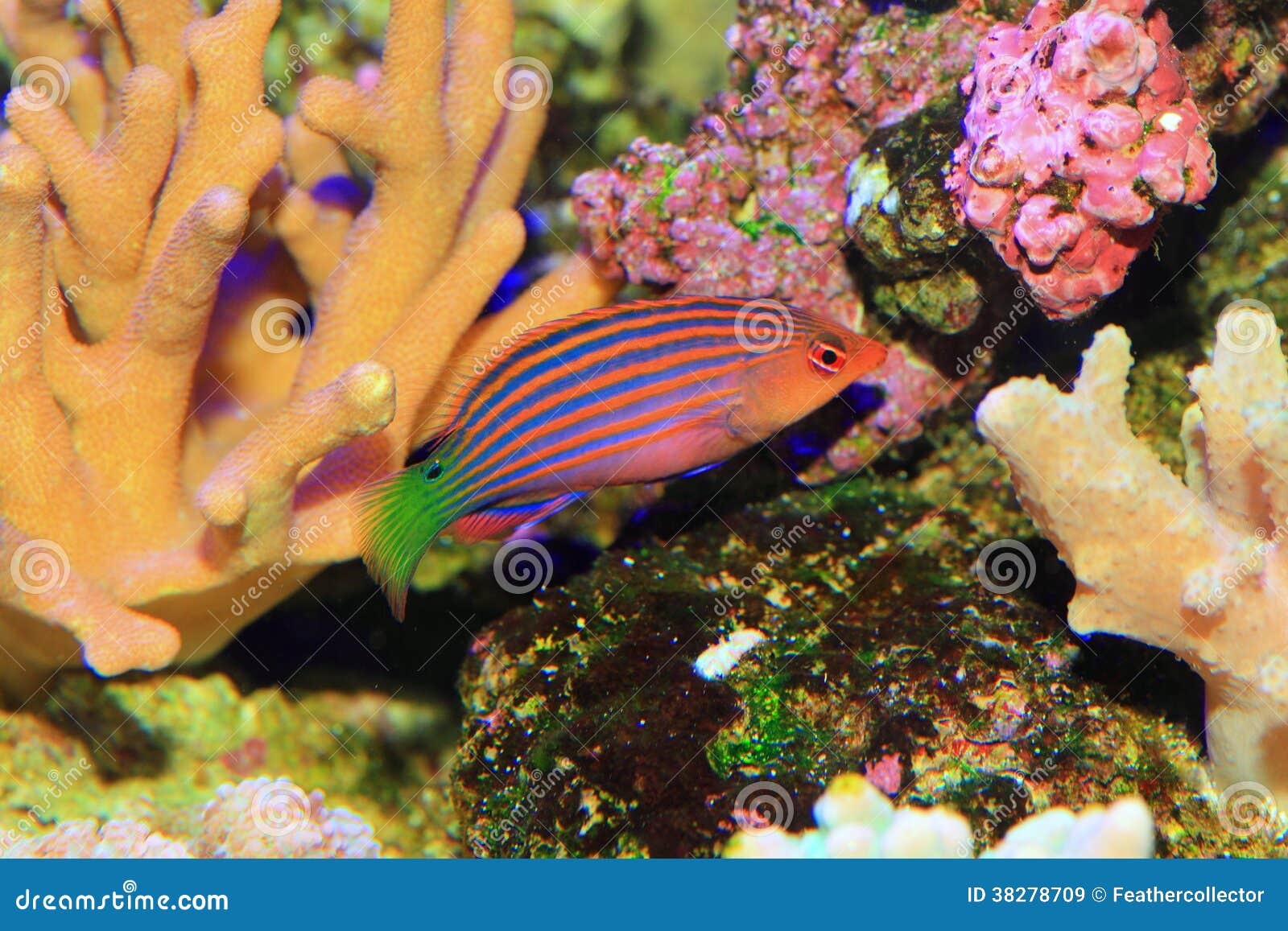 Sixline or Sixstripe Wrasse Stock Image - Image of saltwater, diving ...