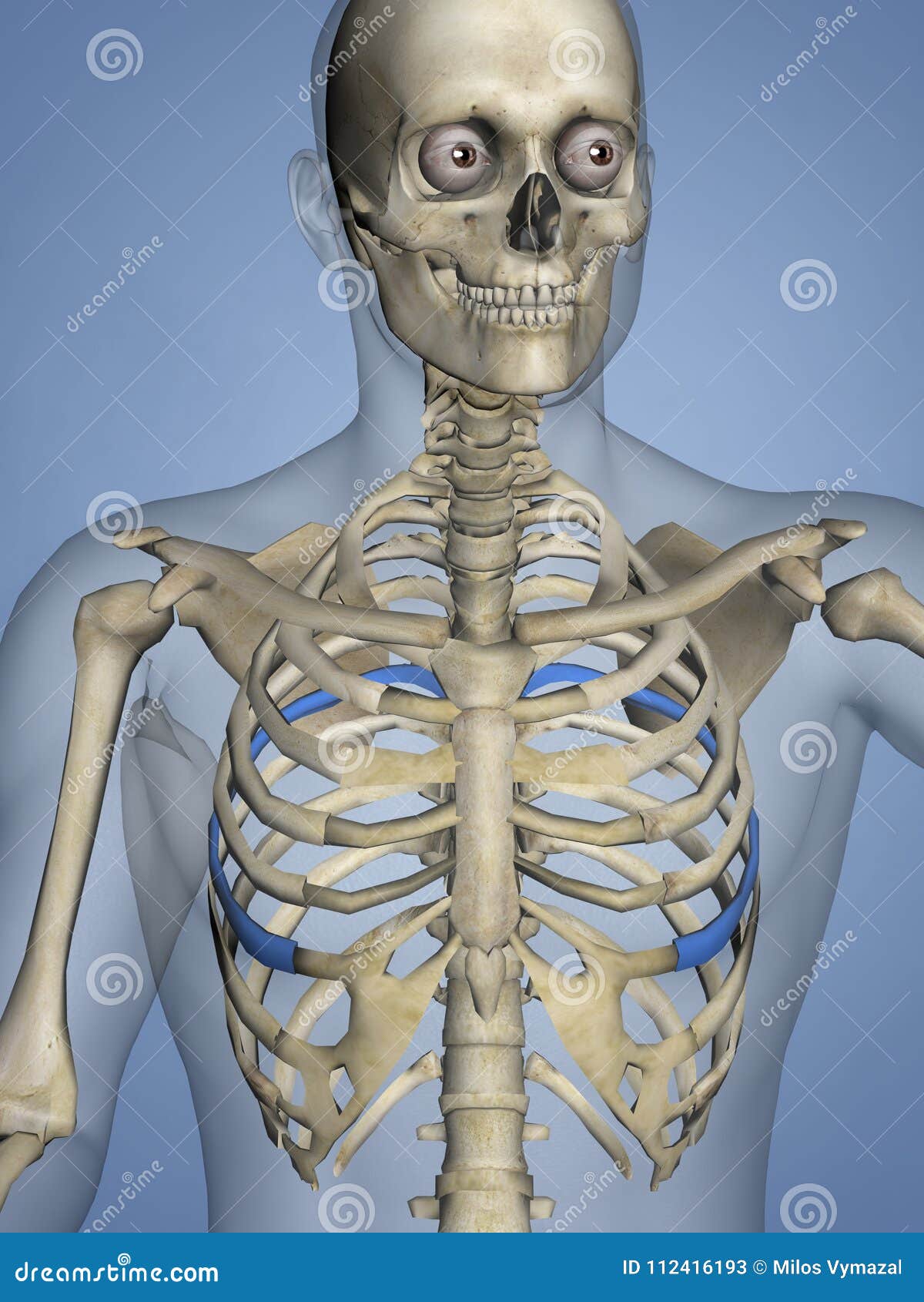 Sixth Rib, Rib Cage, 3D Model Stock Illustration - Illustration of ...