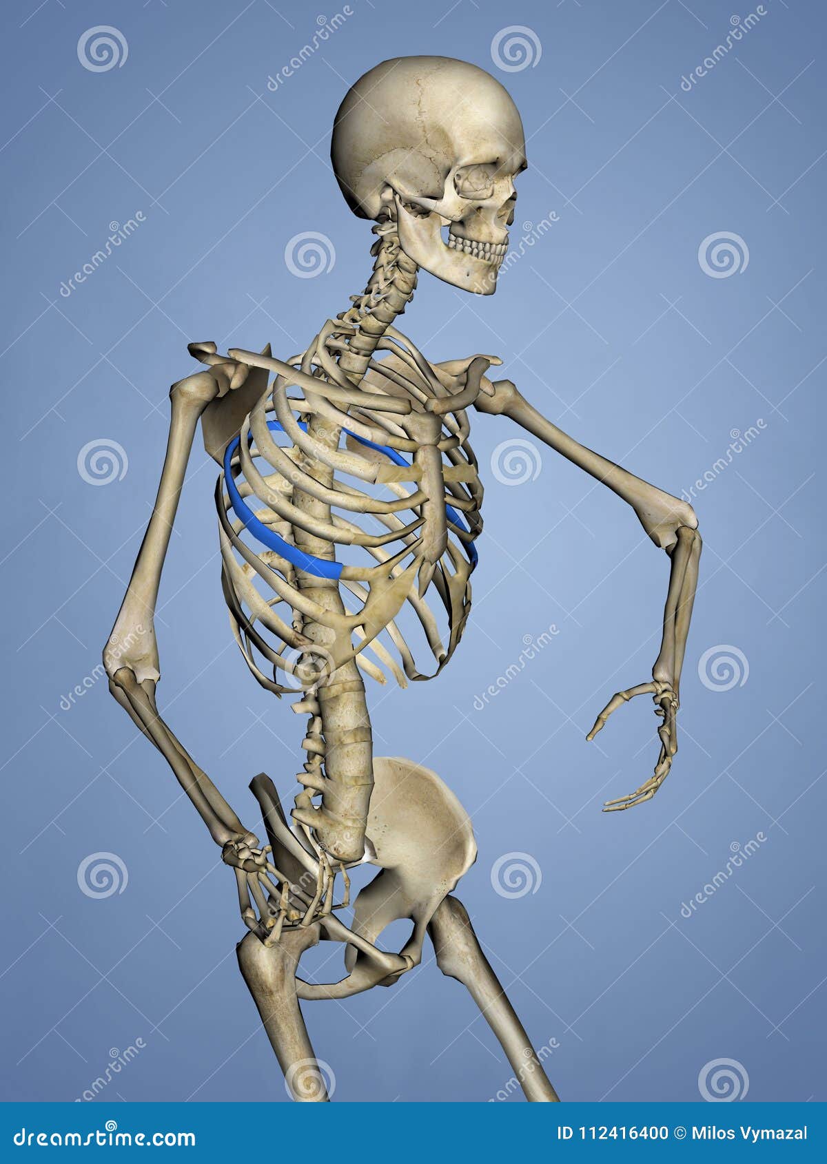 Sixth Rib, Rib Cage, 3D Model Stock Illustration - Illustration of ...