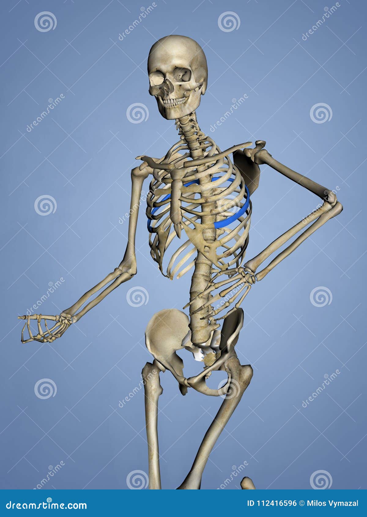 Sixth Rib, Rib Cage, 3D Model Stock Illustration - Illustration of body ...