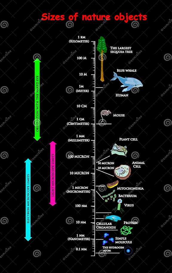 Sizes and Dimension of Nature Objects Black. Educational Vector ...