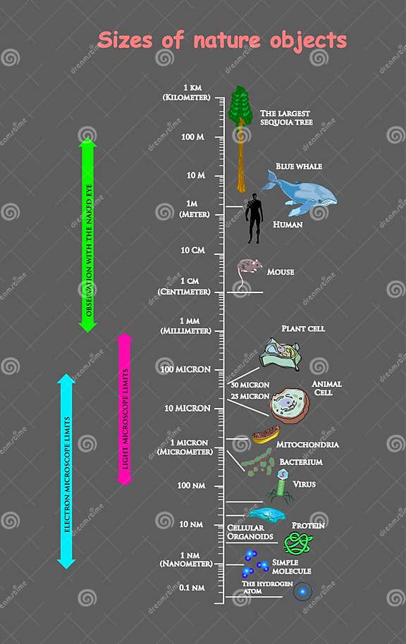 Sizes and Dimension of Nature Objects Grey. Educational Vector ...