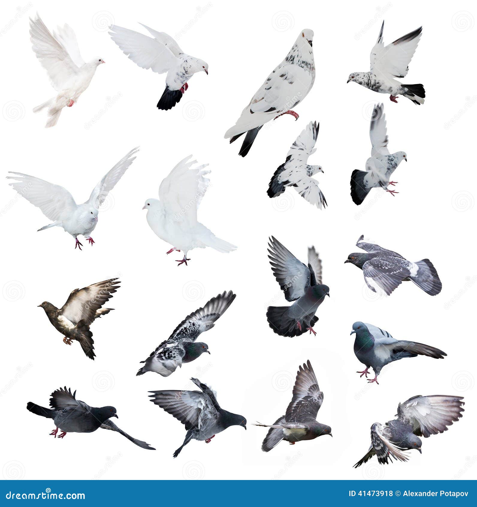 Sjutton Duvor Som Isoleras På Vit Bakgrund Arkivfoto - Bild av fluga ...