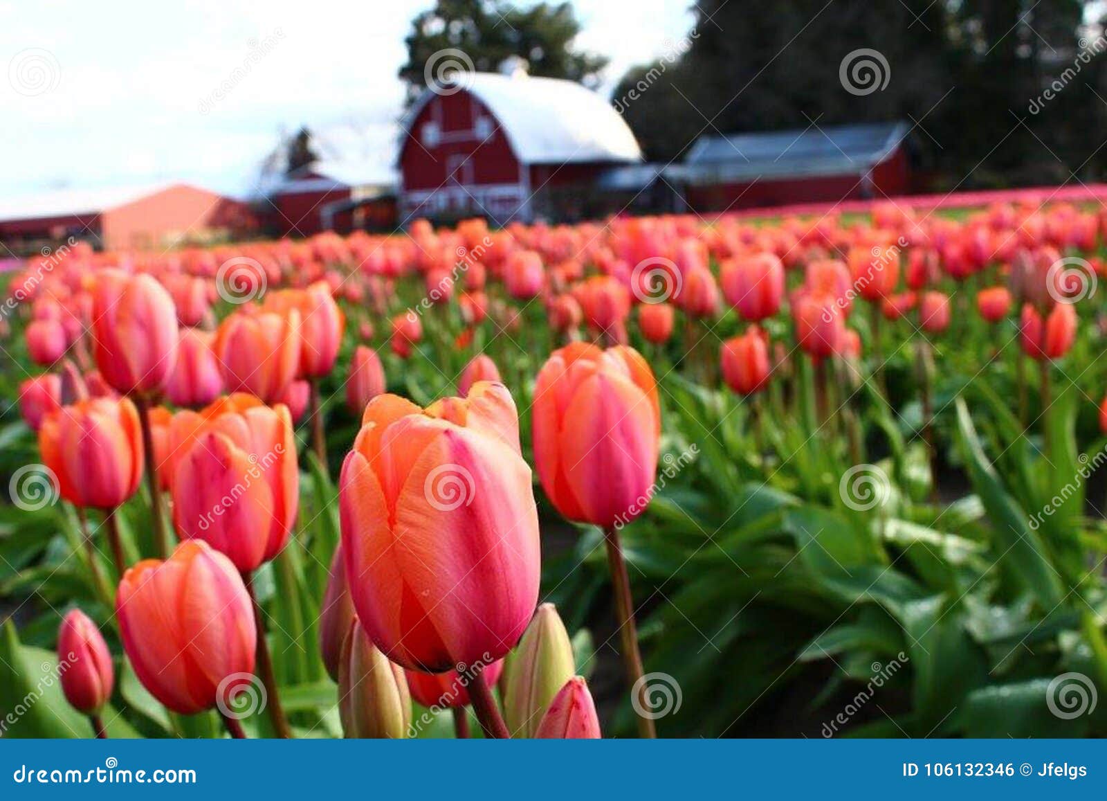 Tulip Field with Barn stock photo. Image of skagit, lowlighting - 106132346
