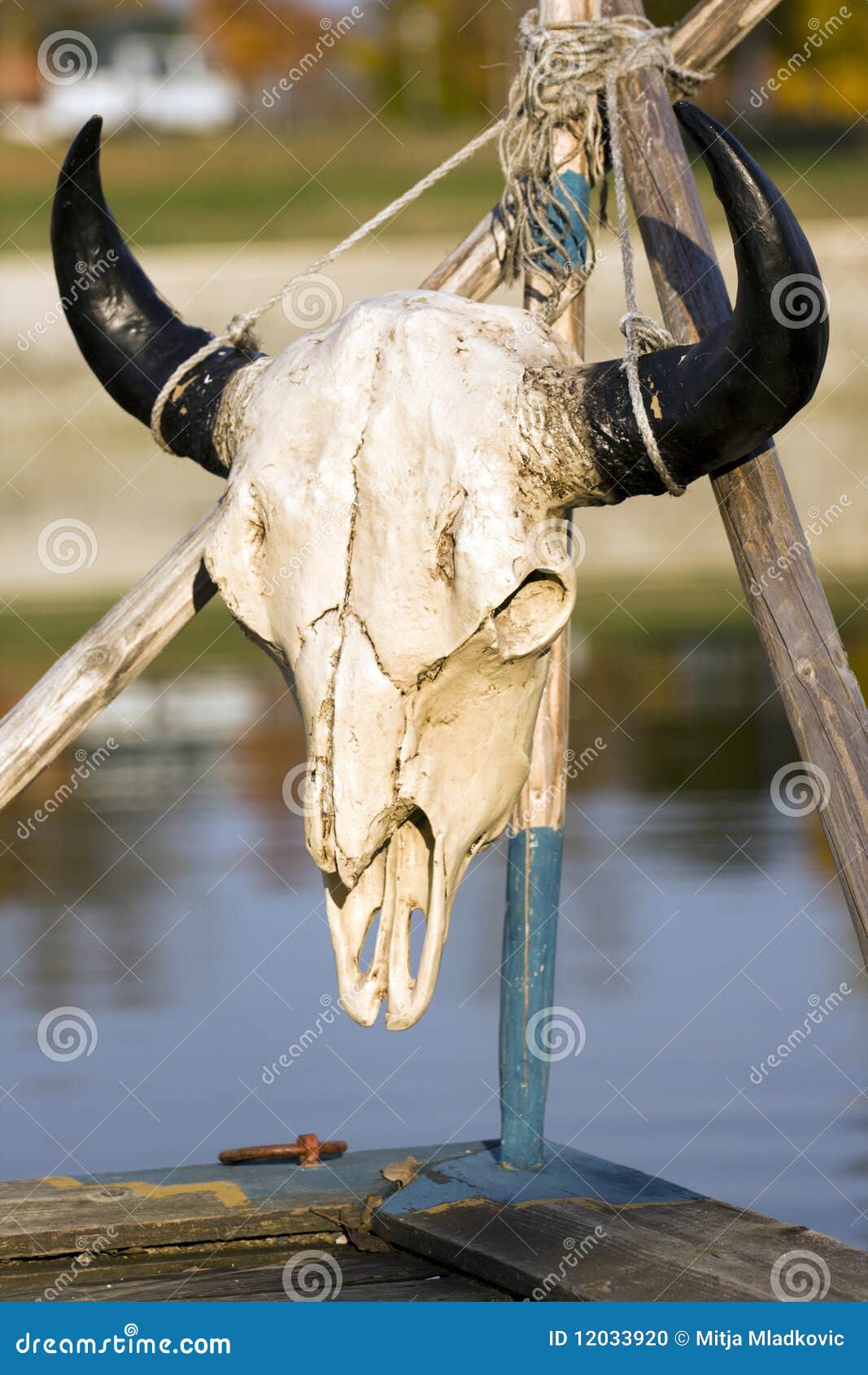 Skalle arkivfoto. Bild av horn, fara, symbol, skalle - 12033920