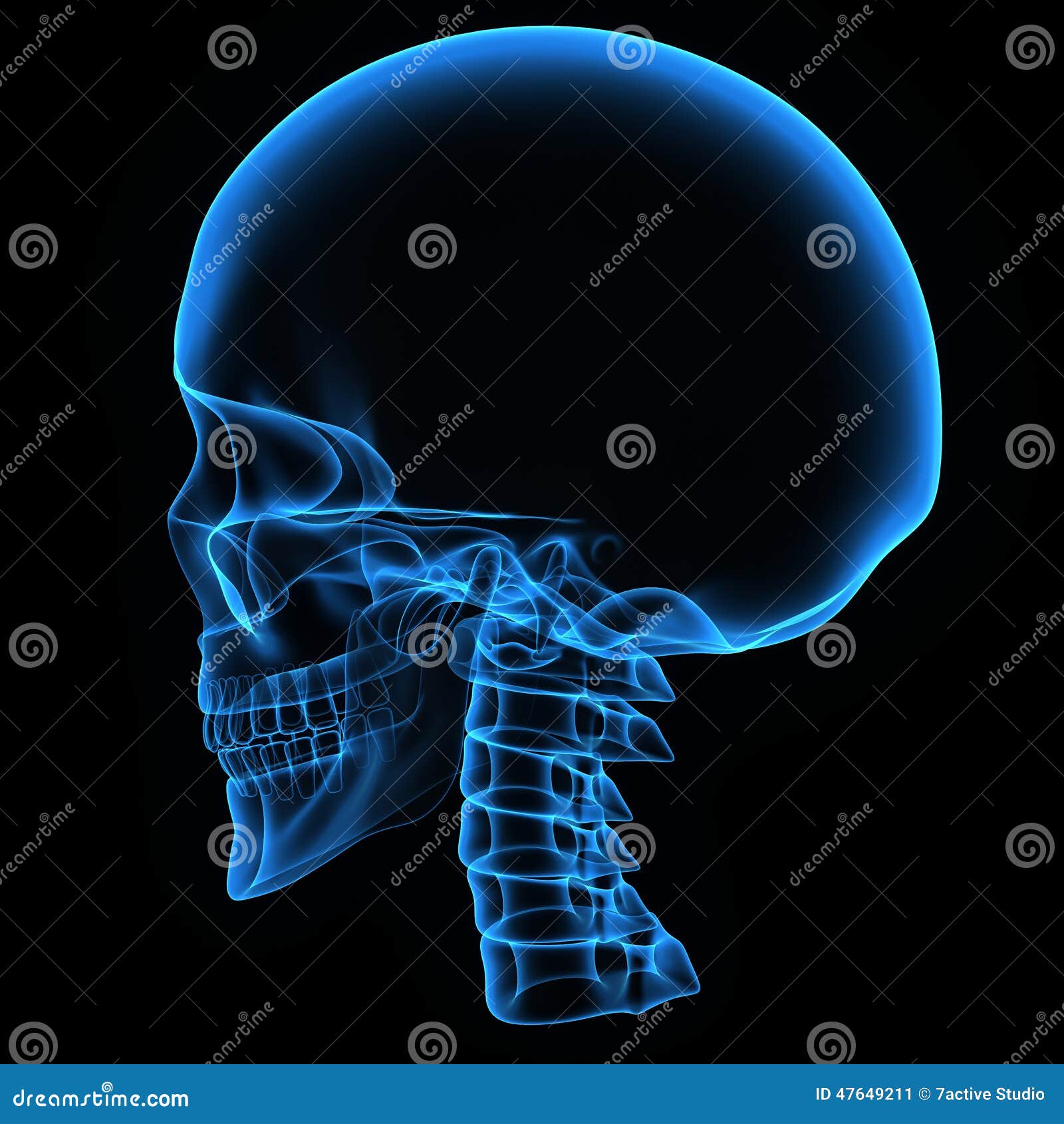 Skalle stock illustrationer. Illustration av skalle, hals - 47649211