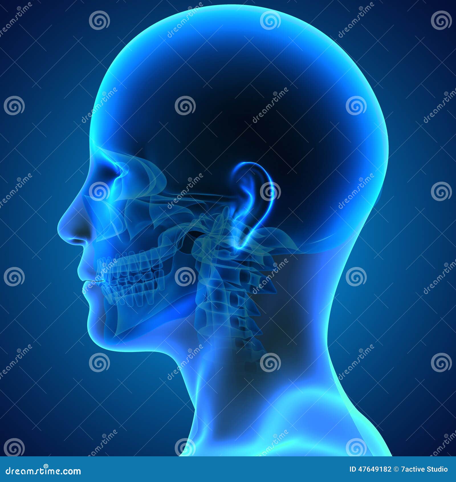 Skalle med framsidan stock illustrationer. Illustration av kropp - 47649182