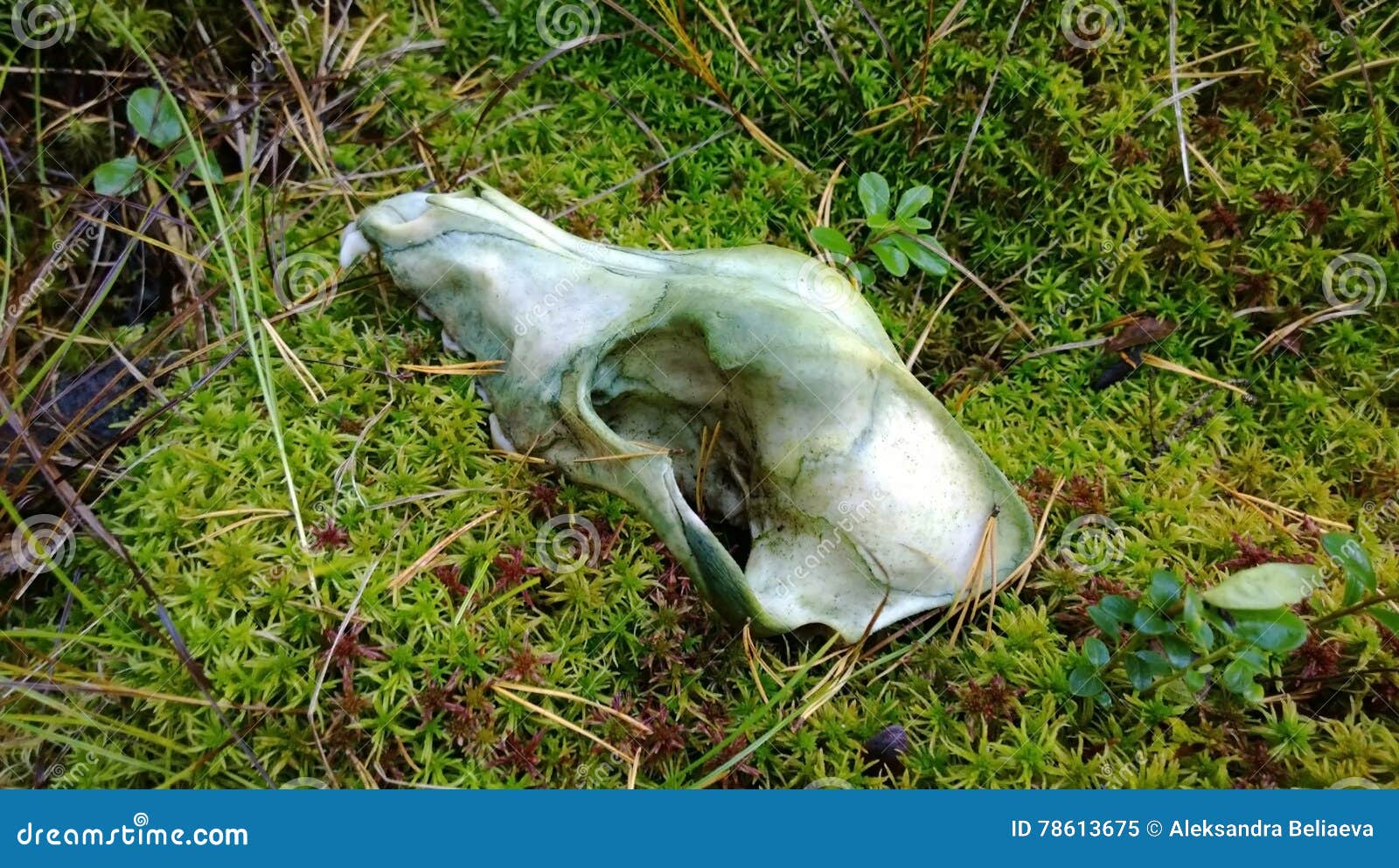 Skallen av djuret i skogen fotografering för bildbyråer. Bild av ...