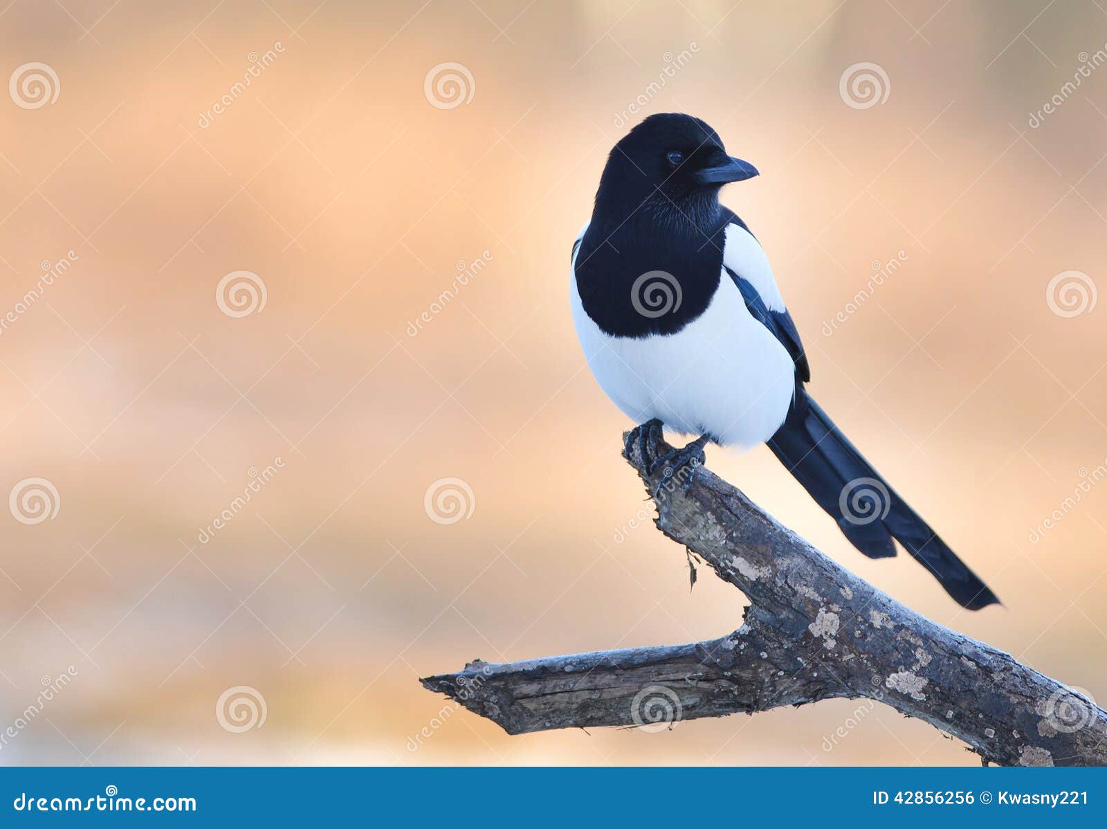 Skata arkivfoto. Bild av morgon, djurliv, skata, lampa - 42856256