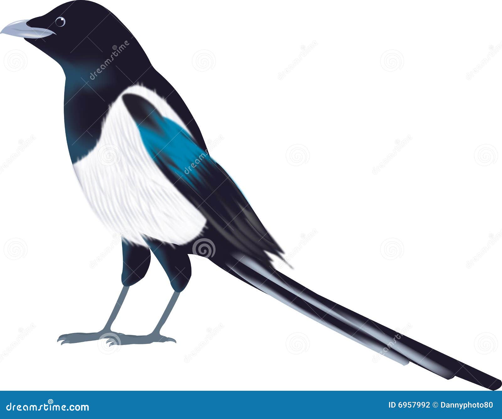 Skata stock illustrationer. Illustration av skata, vitt - 6957992