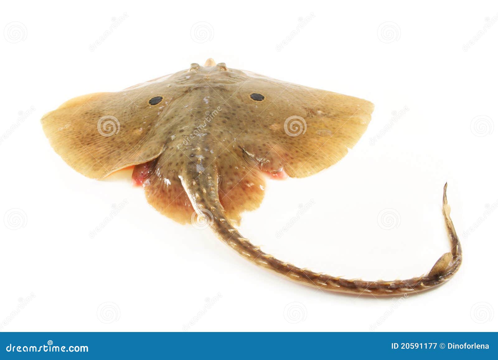 Skate fish stock image. Image of sign, food, isolated - 20591177