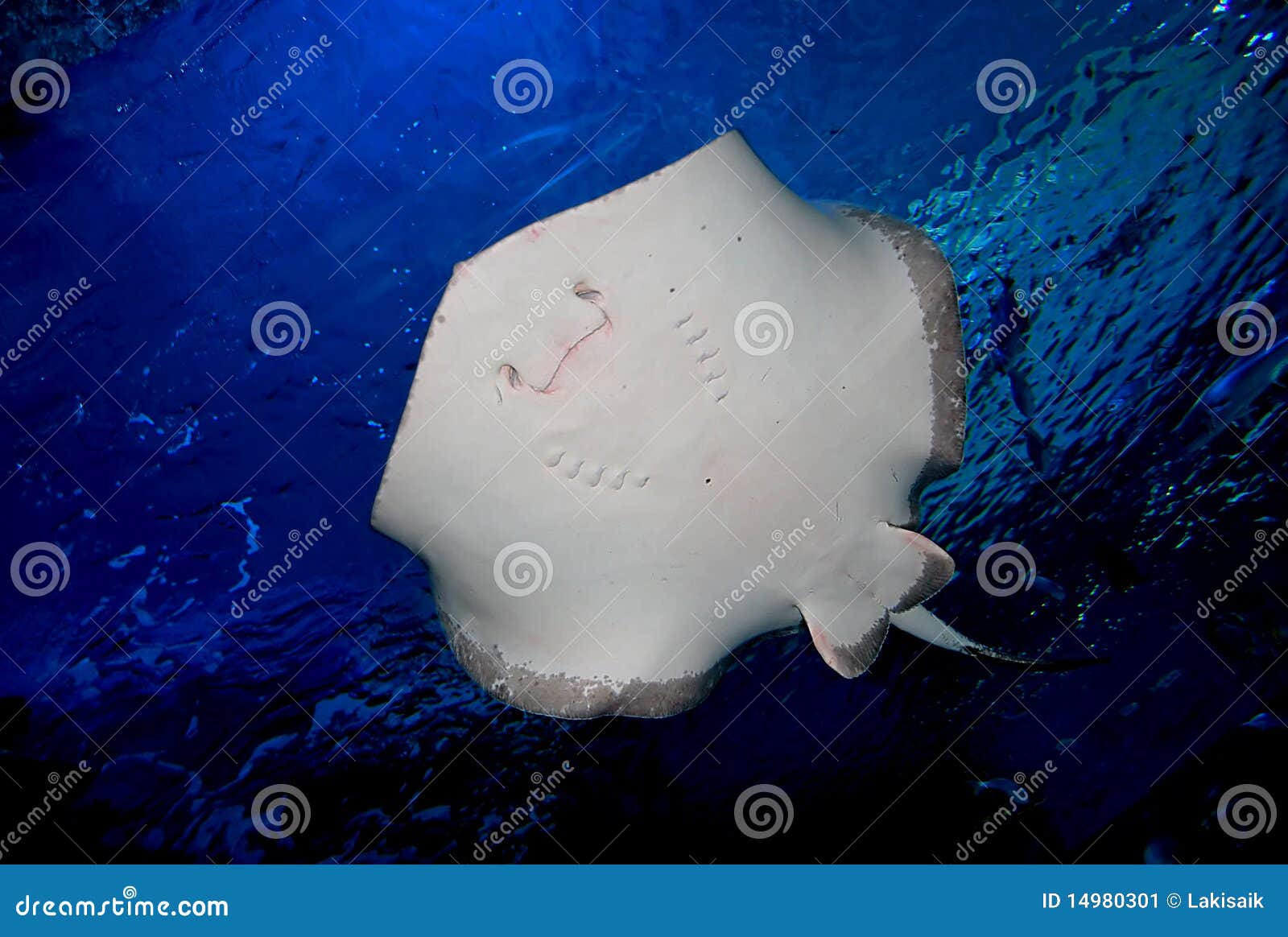 Skate ray stock image. Image of beautiful, blue, aquarium - 14980301