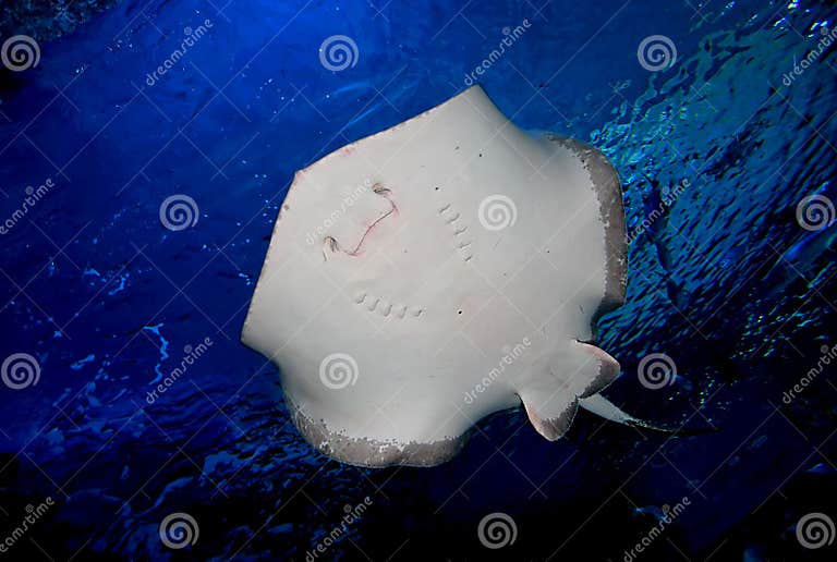 Skate ray stock image. Image of beautiful, blue, aquarium - 14980301