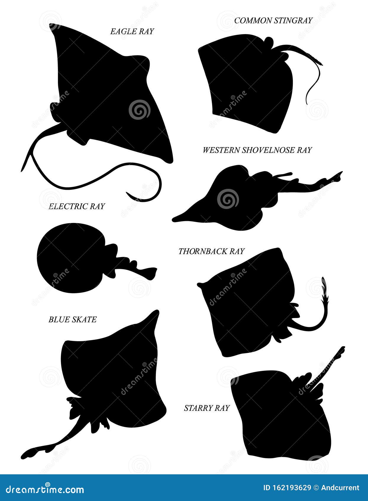 Skates or Rays. Black Silhouette Vector Illustratuin Collection. Stock ...