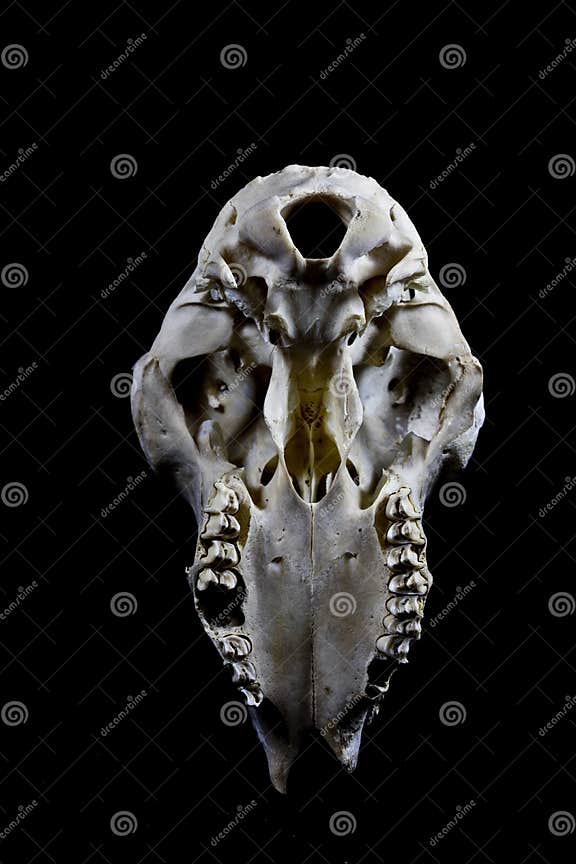 Skeep Skull on Black Background Stock Photo - Image of cranium, black ...