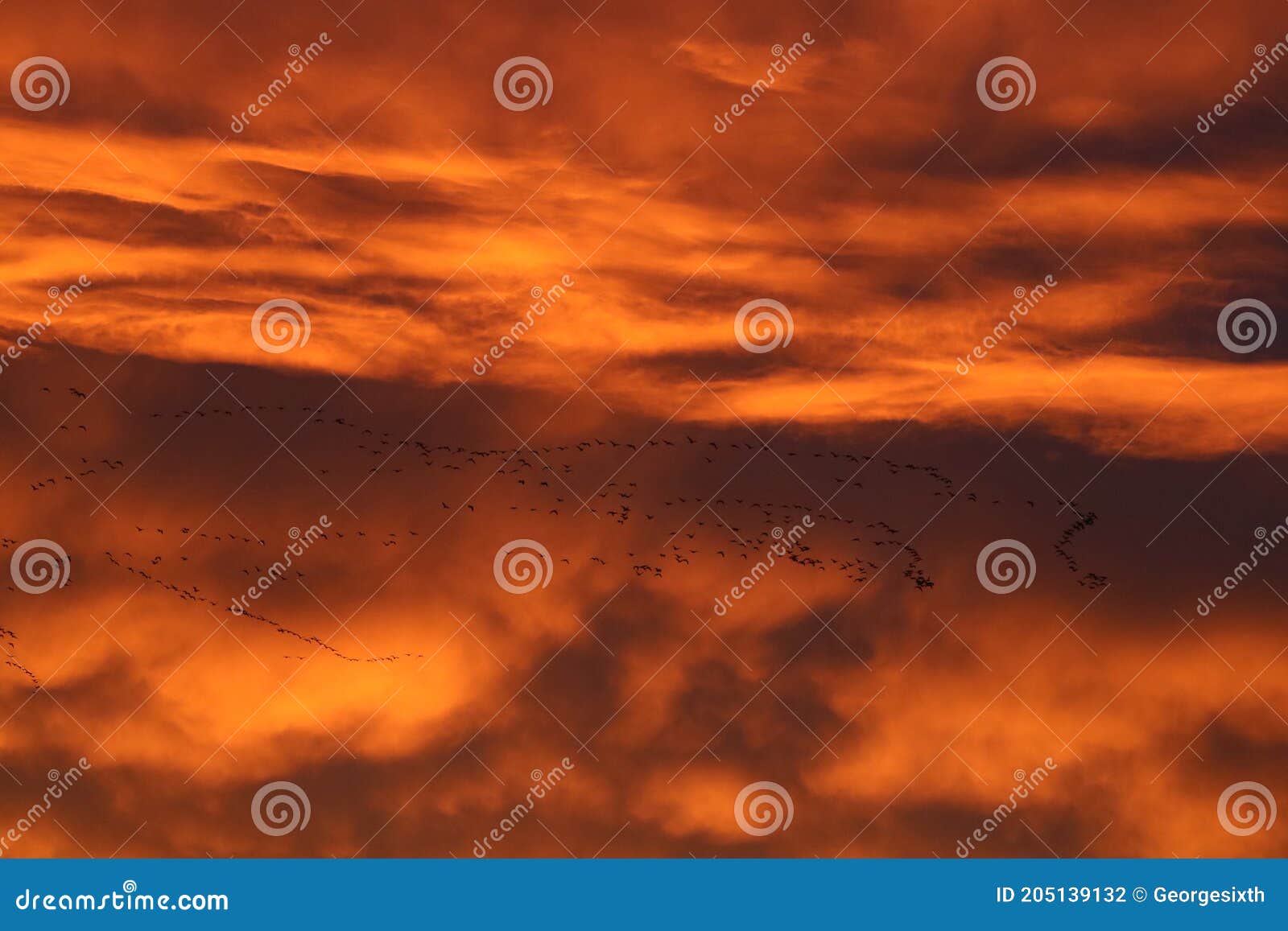Skein of Geese in Sky with Firey Clouds at Sunset Stock Photo - Image ...