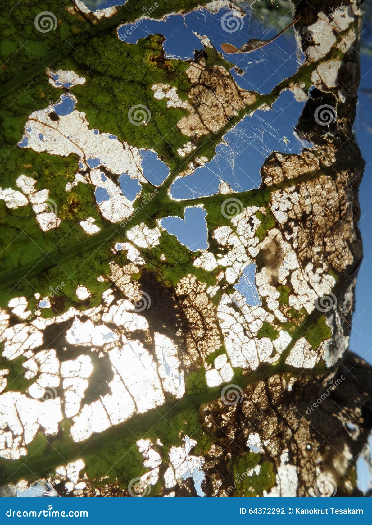 Skelaton of Old Dry and Rotten Lotus Leaf Stock Photo - Image of bright ...