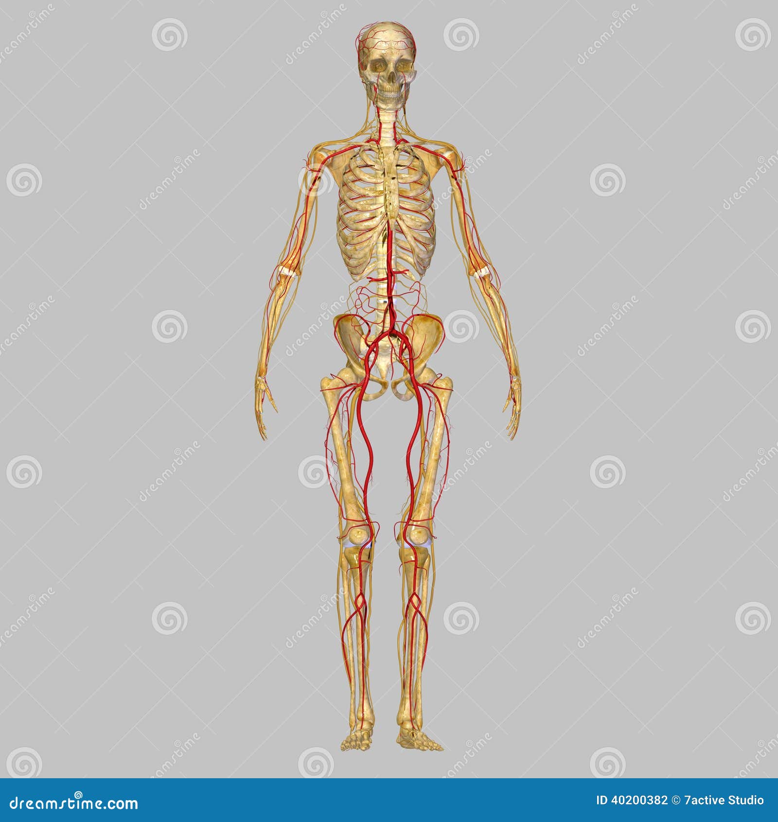 Skelet Met Slagaders En Zenuwen Stock Illustratie - Illustration of ...
