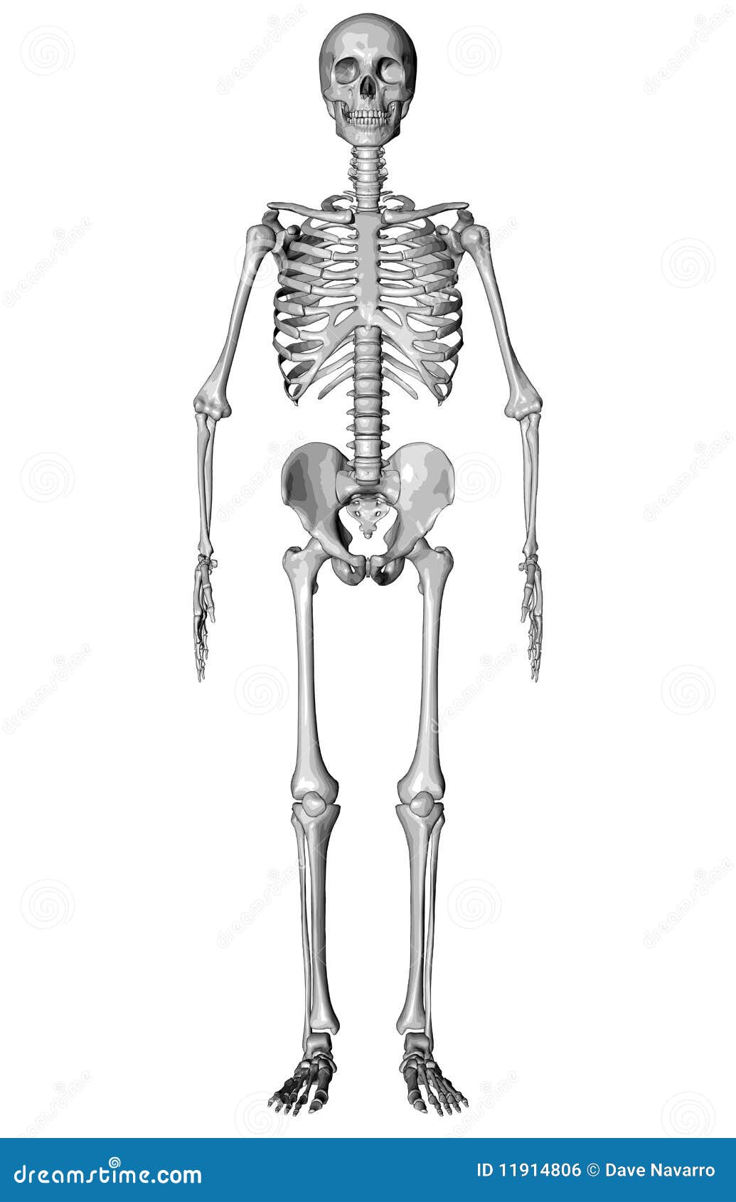 Skelet - Schets stock illustratie. Illustration of schets - 11914806